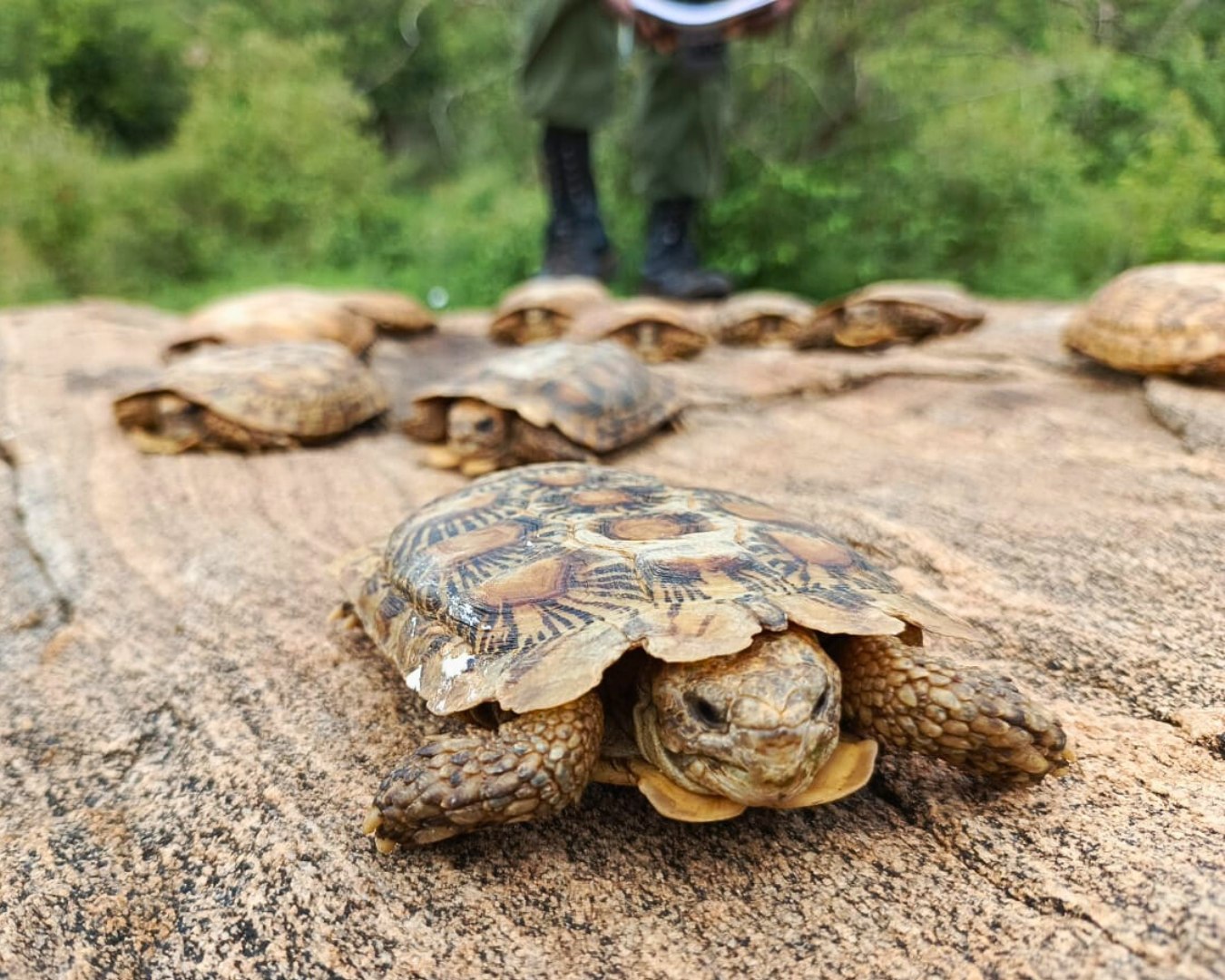 The National Plan For Pancake Tortoise Conservation This May - Turtle ...