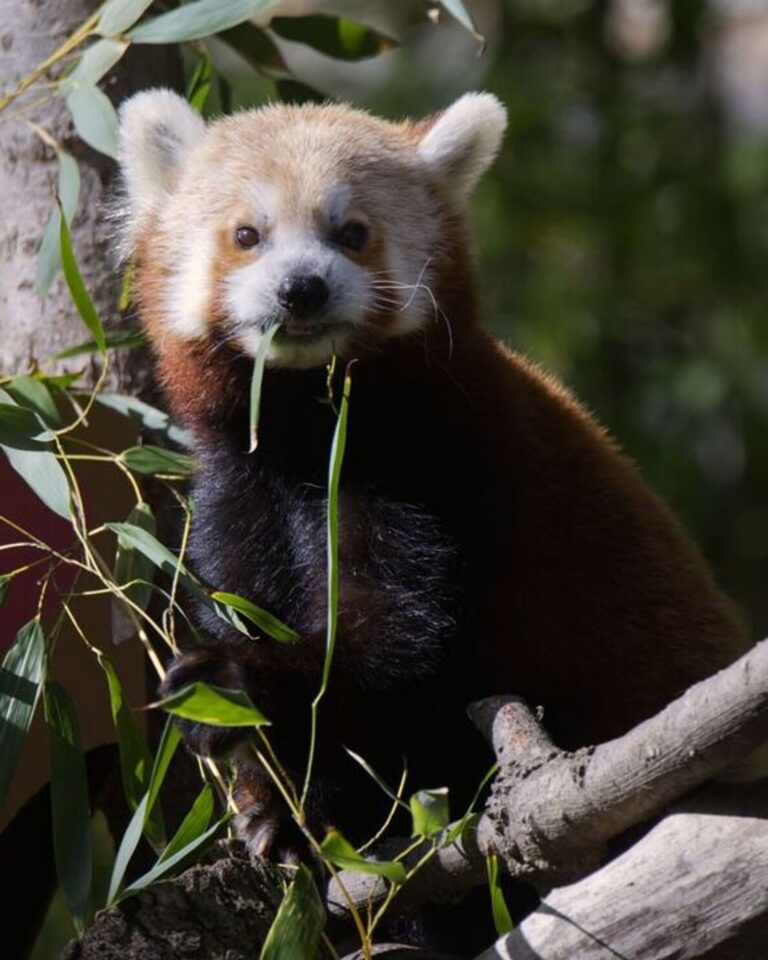 Caught Snacking: The Secrets Of Red Panda Metabolism - Zoos - USA ...