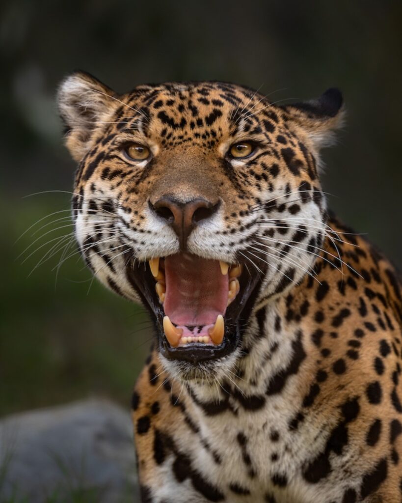 The Purpose Of Jaguars' Strong Heads And 1,500 PSI Bite Force - Zoos ...