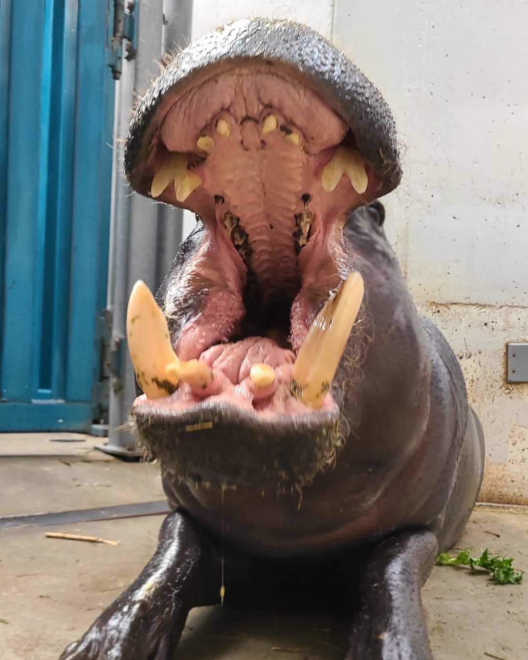 Understanding Pygmy Hippos: A Unique Species Overview - Lincoln Park ...