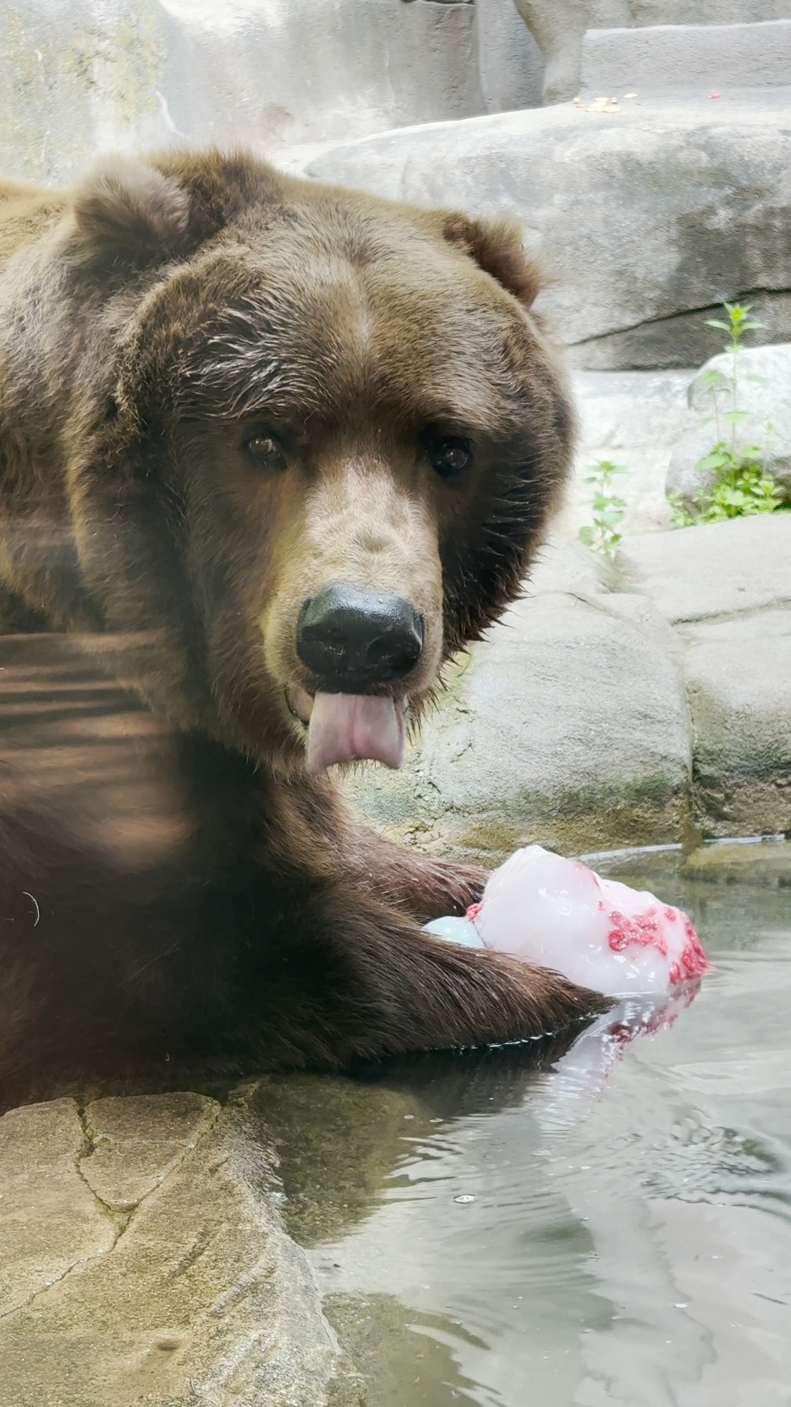 Popsicles: Lick Or Bite? Booboo Suggests Enjoying Both! - John Ball Zoo ...