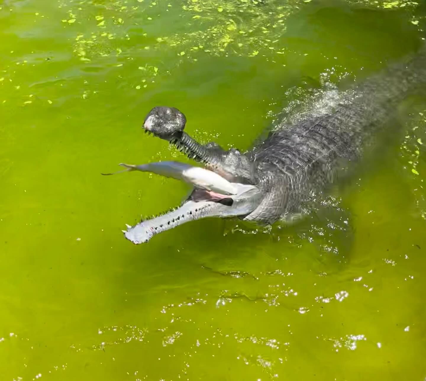 Happy Hatch Day, Louie The Gharial! Cheers To 40 Years! - Honolulu Zoo ...