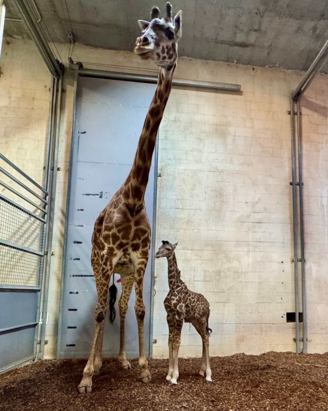 It's A Boy! New Giraffe Calf's First Vet Check-Up - Greenville Zoo Zoo ...