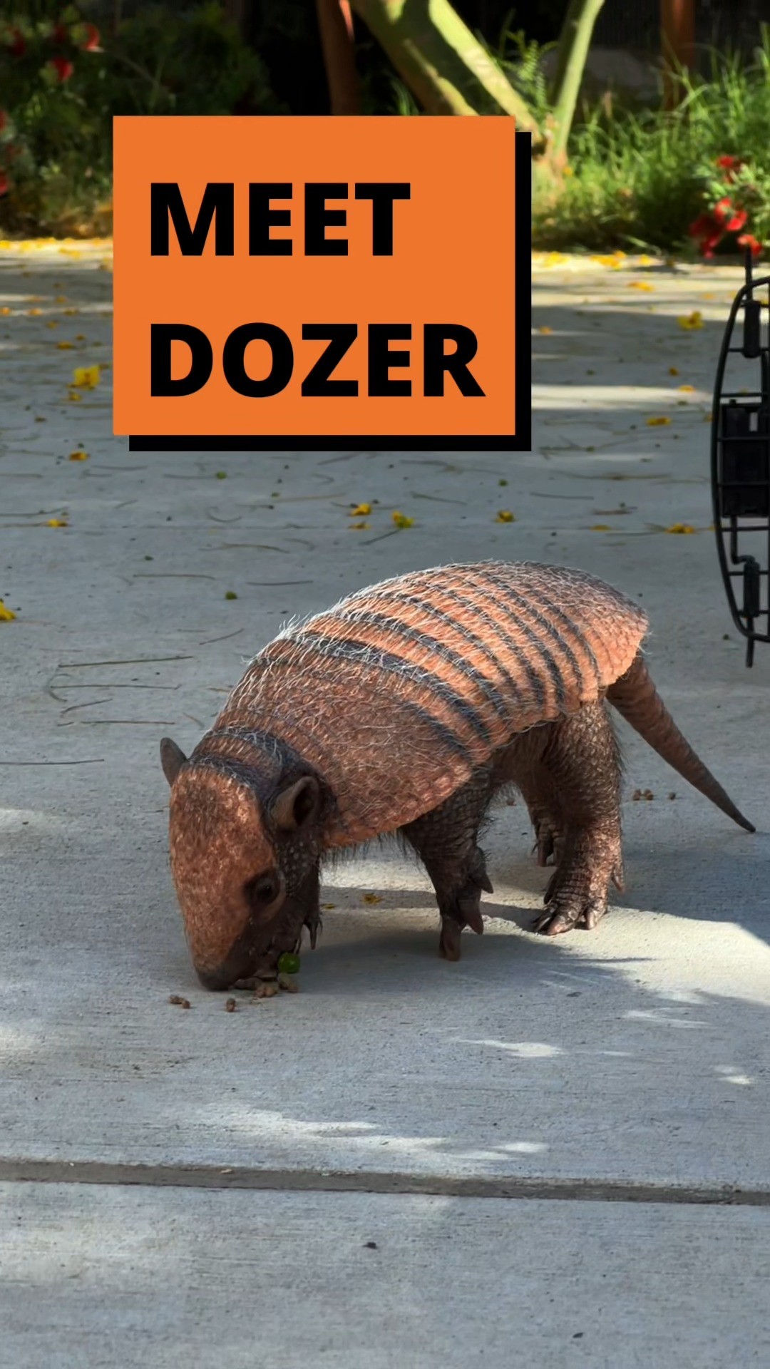 Introducing Two Exciting New Additions To Our Amb... - Fresno Zoo Zoo Guide