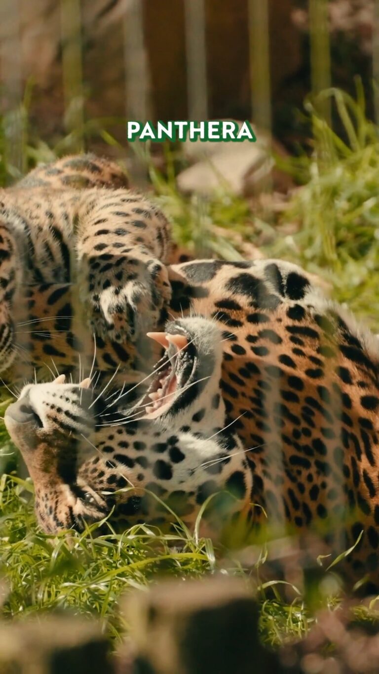 Jaguars Vs. Leopards: Key Differences In Spot Patterns - Baton Rouge Zoo Zoo Guide