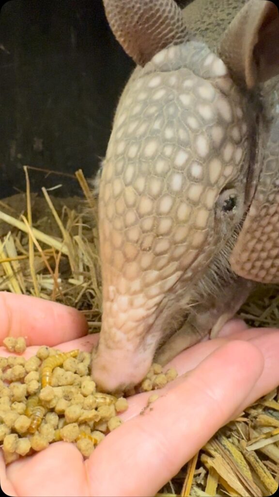 Insights From A Worm's Perspective: A Baby Armadillo Named Moon - Roger ...