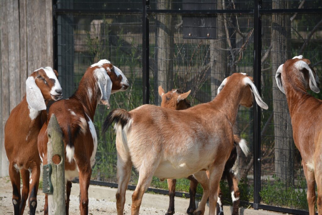 Tuesday Tails: Exploring Nubian Goats' Unique Traits - Racine Zoo Zoo Guide