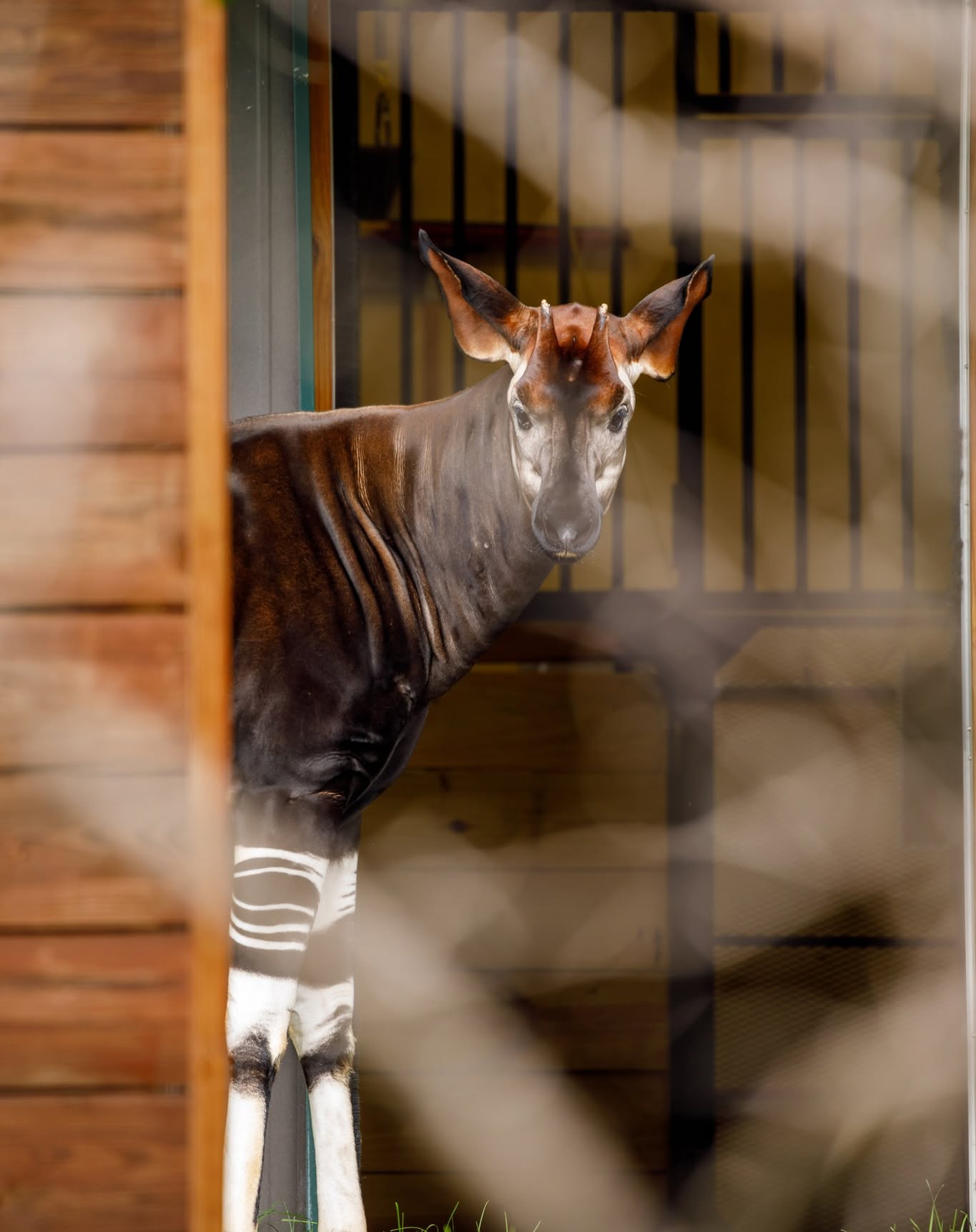 Before Blep Vs. After Blep: Fascinating Facts About Okapis! - Potawatomi Zoo Zoo Guide