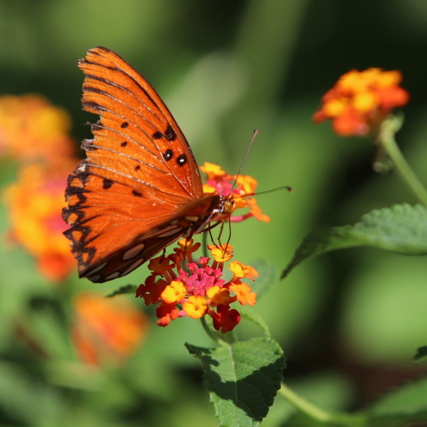 Oklahoma Day: Celebrating The Sooner State's Rich Heritage - Zoos - USA ...