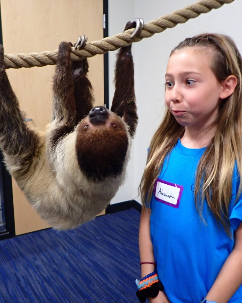 Definitive Guide To OdySea Aquarium Facts, List Of Animals, Reviews And Pictures On Zoo-guide.com