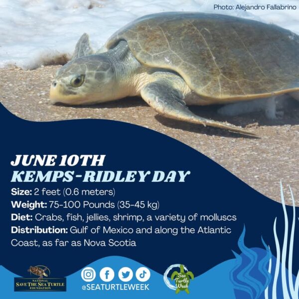 Kemp's Ridley Day: Celebrating Endangered Sea Turtles - North Carolina ...