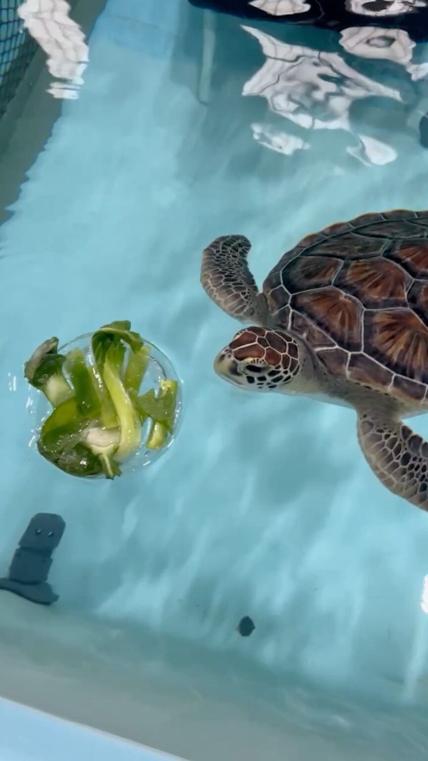 Explore Turtle Enrichment: Meet Our Rescued Sea Turtles! - New England ...