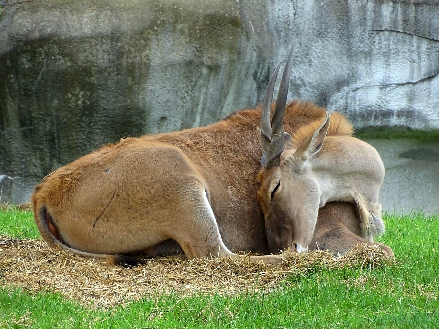Mwenzi The Sweet Eland's Quick Trip To Nap-Land - Detroit Zoo Zoo Guide