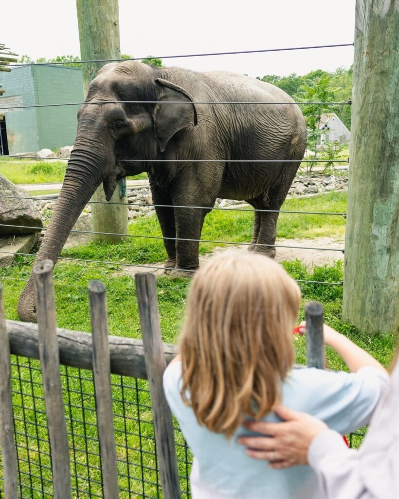 Definitive Guide To Buttonwood Park Zoo Facts, List Of Animals, Reviews ...