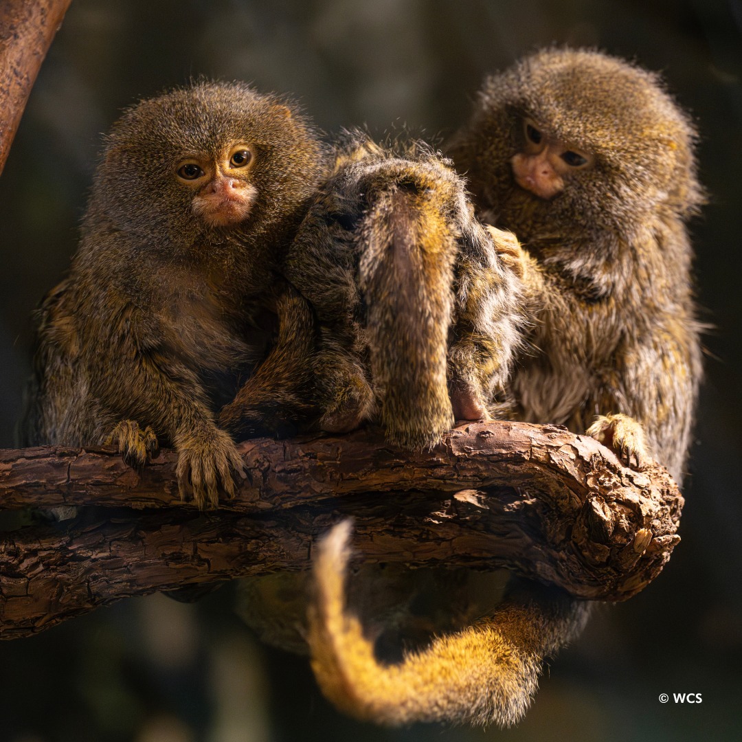 Capturing The Best Angle: Navigating Photo Failures - Bronx Zoo Zoo Guide