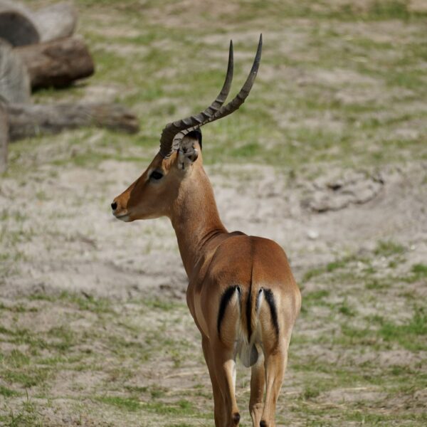 Understanding Impala Horns: More Than Just A Cool Feature - Zoos - USA ...