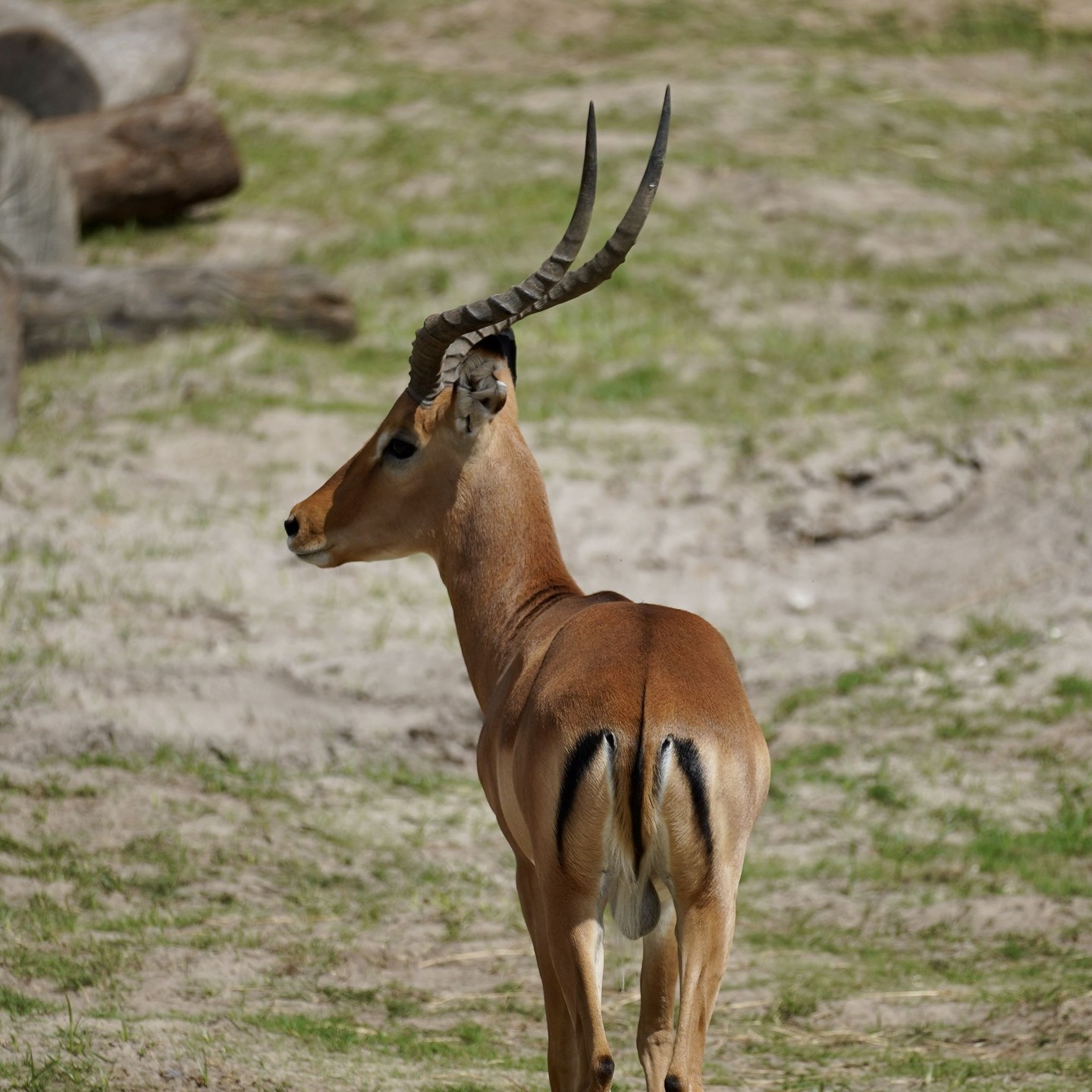 Understanding Impala Horns: More Than Just A Cool Feature - Zoos - USA ...