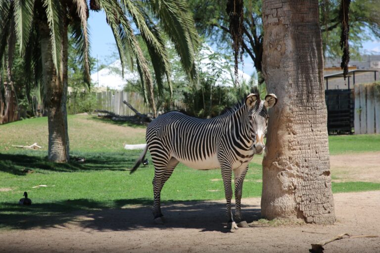 Understanding Ungulates: Hoofed Mammals Explained - Zoos - USA ...
