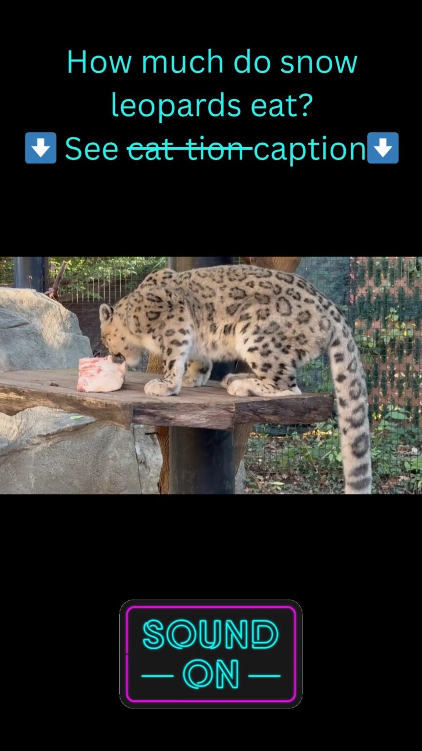 Did You Know? Snow Leopards Eat 2.5-3.5 Lbs Of Meat Daily? - Zoos - USA ...