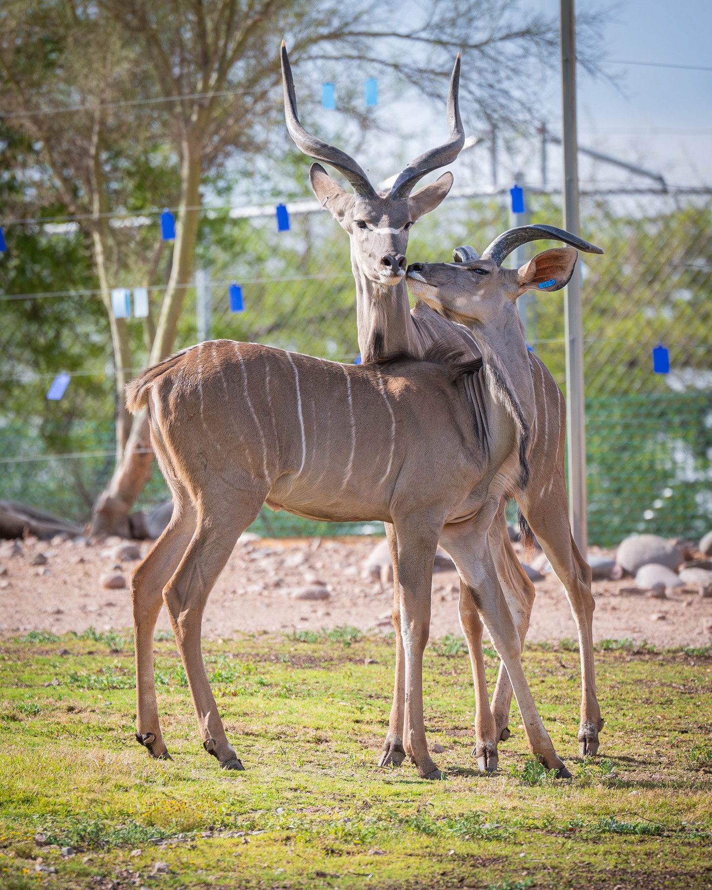 Introducing Flynn And Mosi: New Greater Kudu Residents! - Zoos - USA ...
