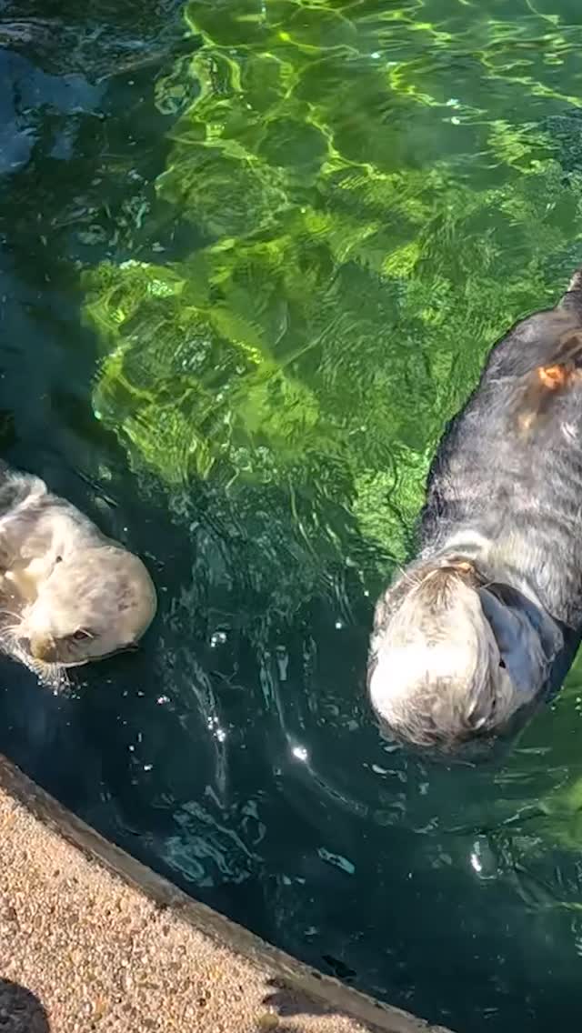 Crab Claw Crunch: A Tasty Exploration Of Flavor - Oregon Coast Aquarium ...
