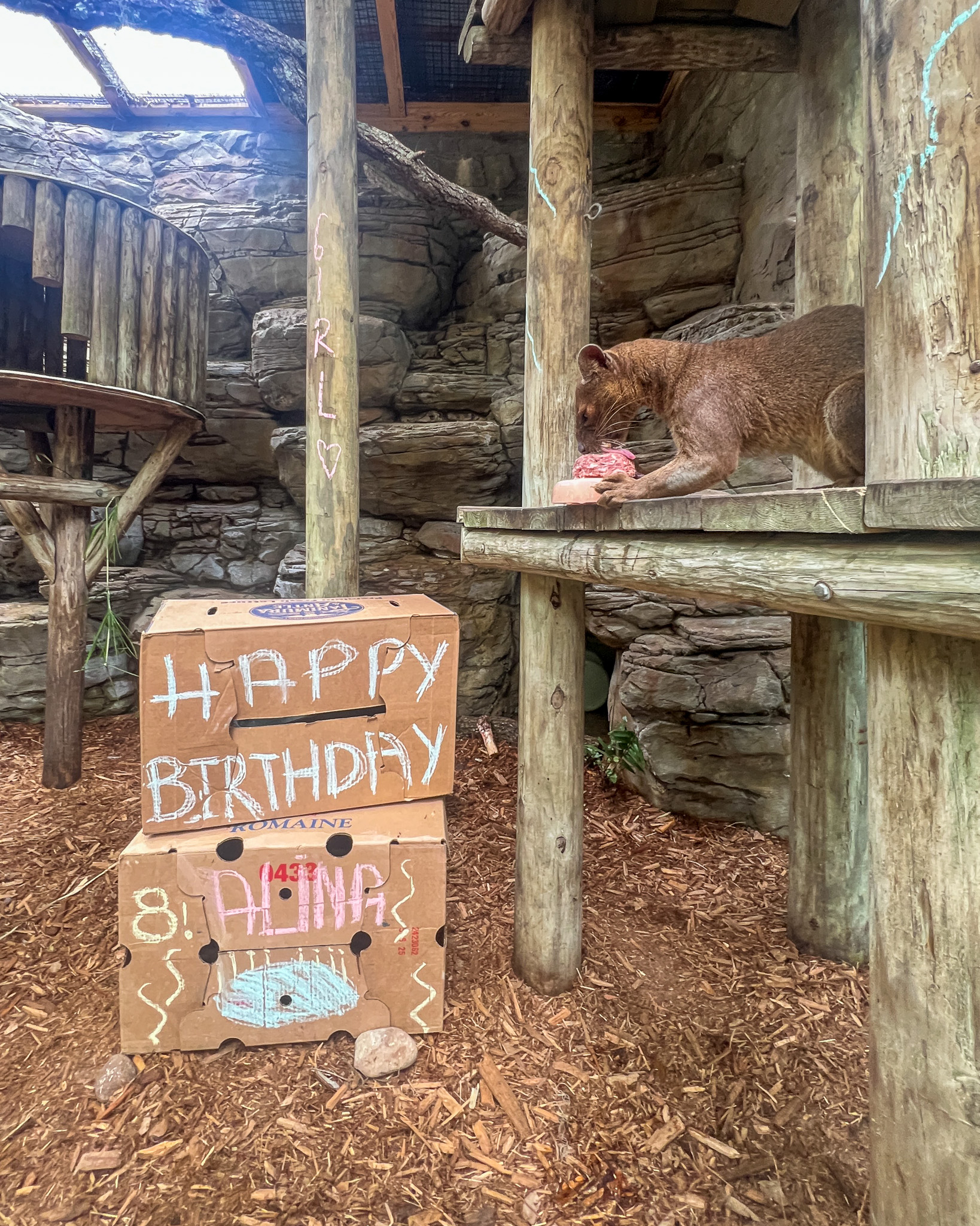 Celebrating Alina: Happy 8th Birthday To Our Female Fossa! - Central ...