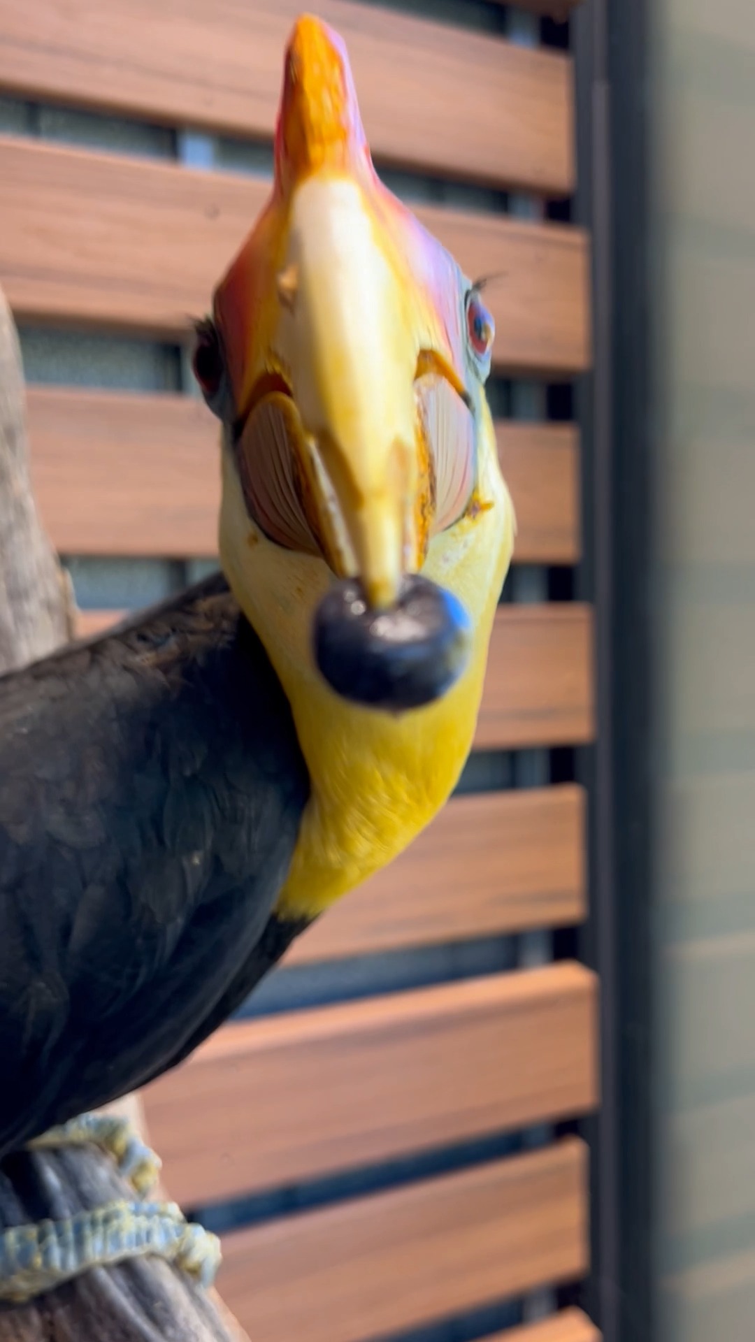 Species Spotlight: Bulu, The Wrinkled Hornbill - Turtle Back Zoo Zoo Guide