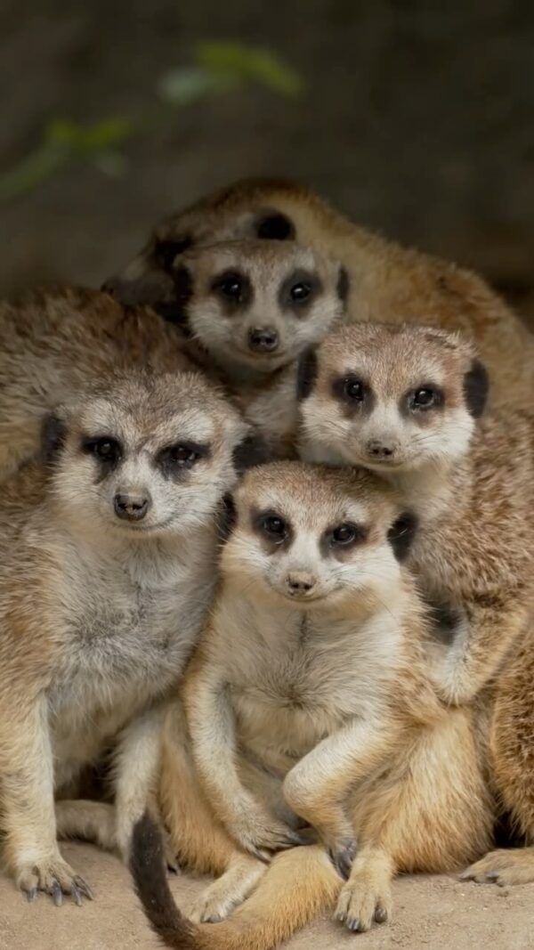 Unique Meerkat Behavior: A Cuddle Puddle Explained - Zoos - USA - California - San Diego Zoo Zoo ...