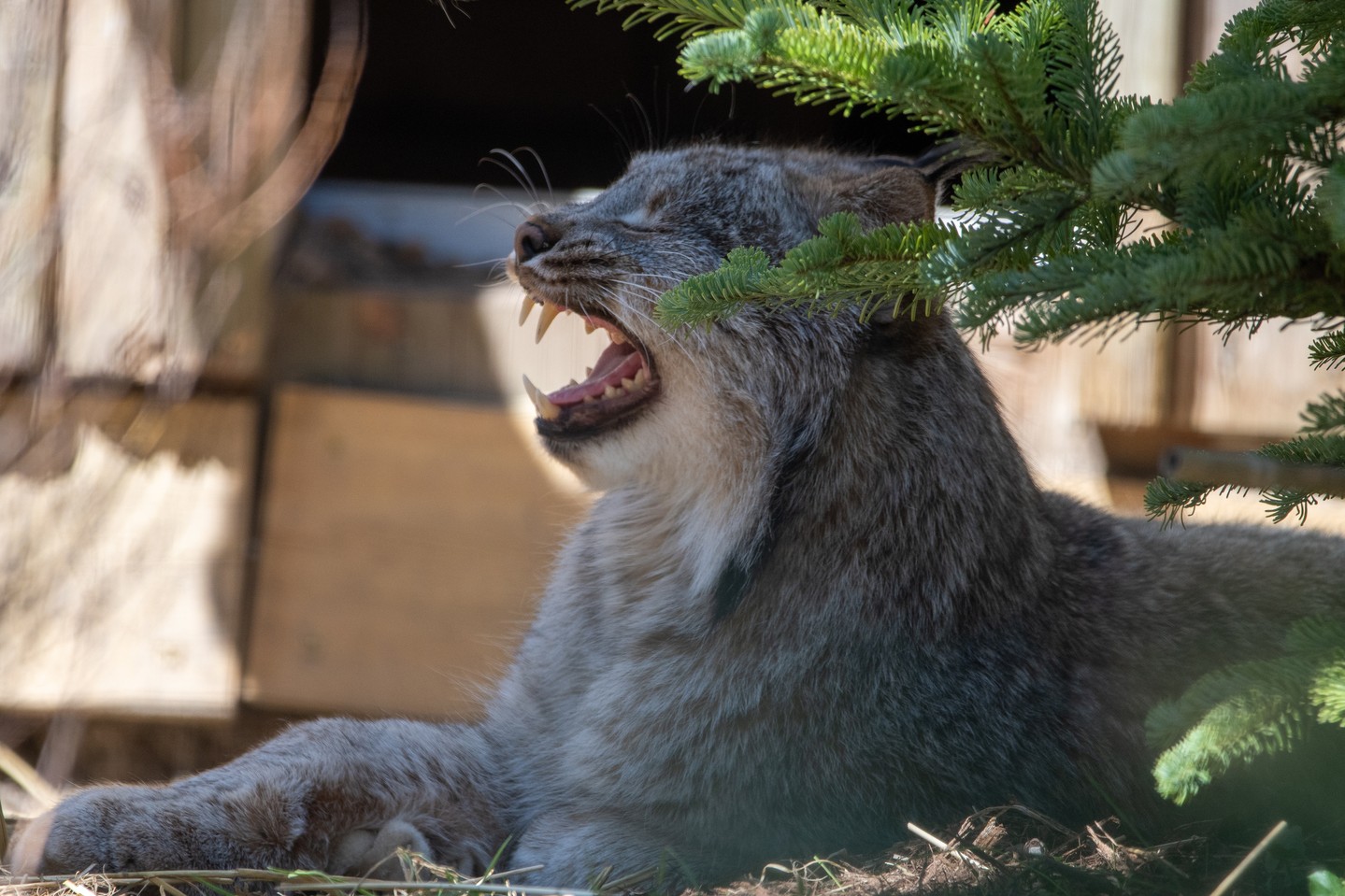 Rollo Celebrates International Lynx Day With Brother Ragnar - Zoos ...