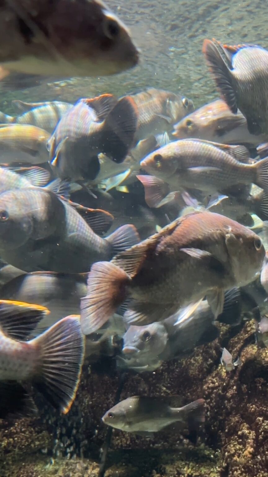 Lake Victoria: Once Home To Over 500 Fish Species - New York Aquarium ...