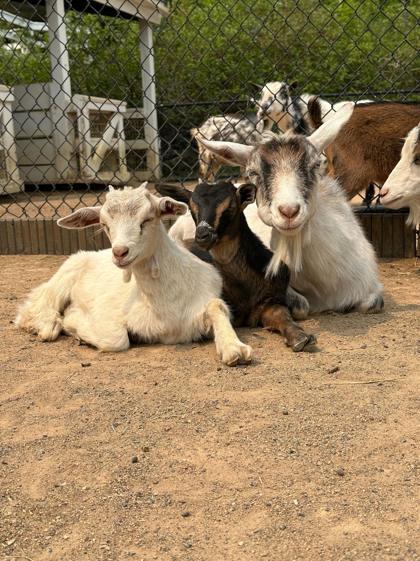 Kick Off Summer Break With A Trip To The Zoo! - Lake Superior Zoo Zoo Guide