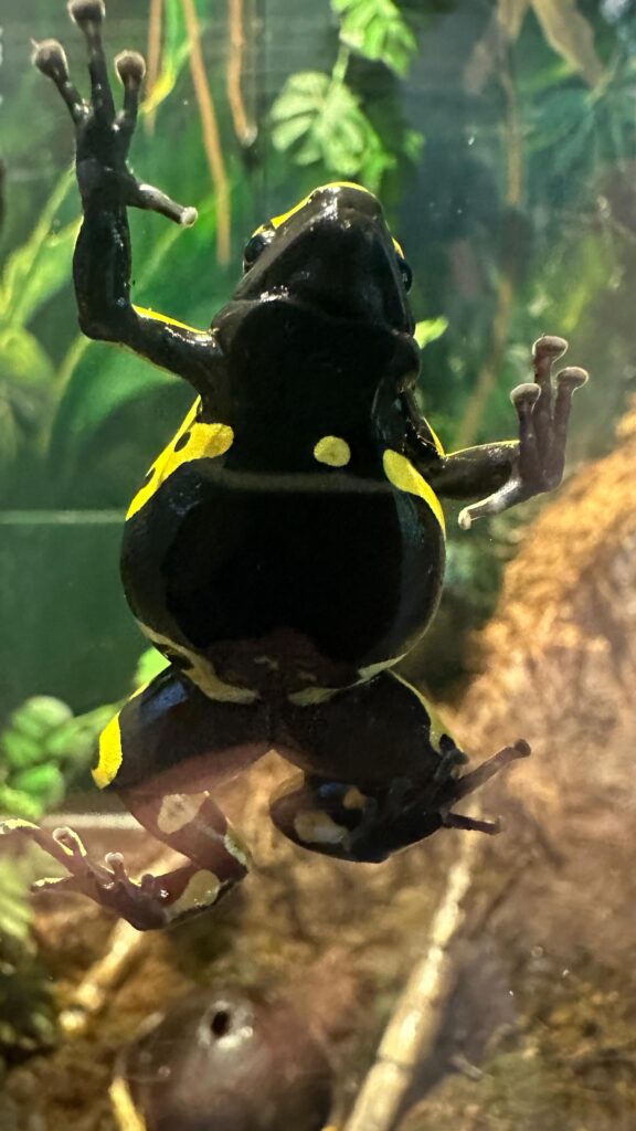New Dart Frog Exhibit Welcomes 10 New Residents - Zoos - USA - New York ...