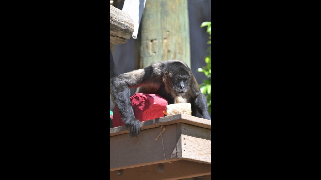 Celebrating The Birthday Of A Spider Monkey - Zoos - USA - Arizona ...