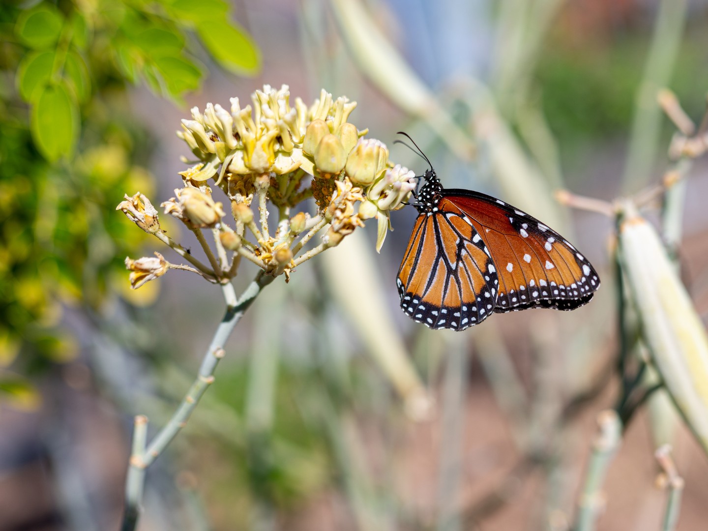 Pollinators: Nature's Unsung Heroes At The Phoenix Zoo - Zoos - USA ...