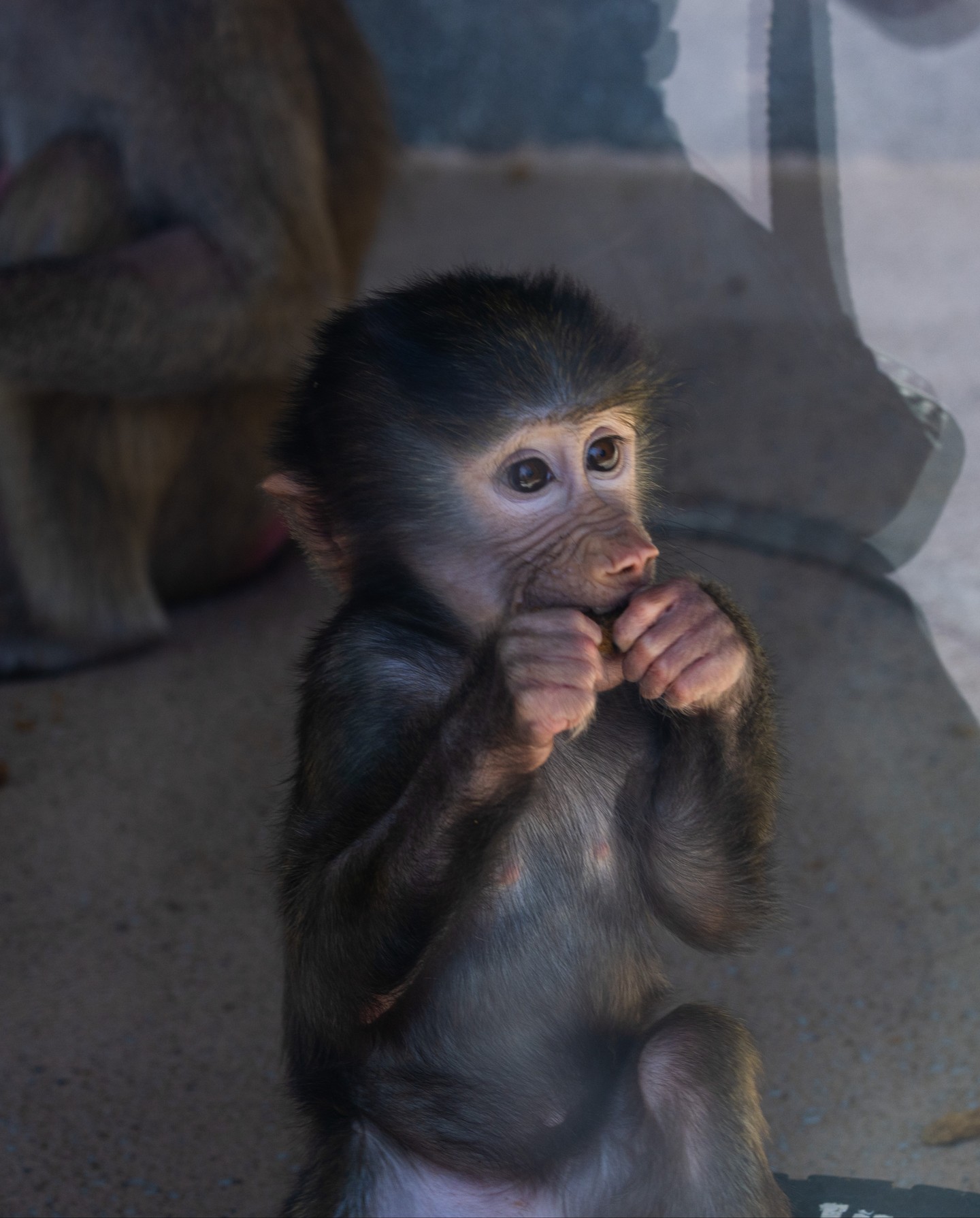 Zoo Update: Exciting Developments At The World's Largest Habitat Zoo ...