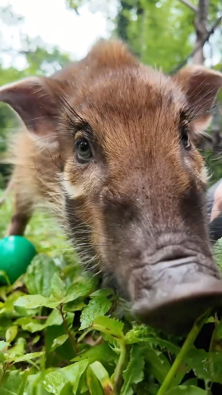 Meet Chive: The Surprising Adventures Of A Red River Hog Piglet - Zoos ...