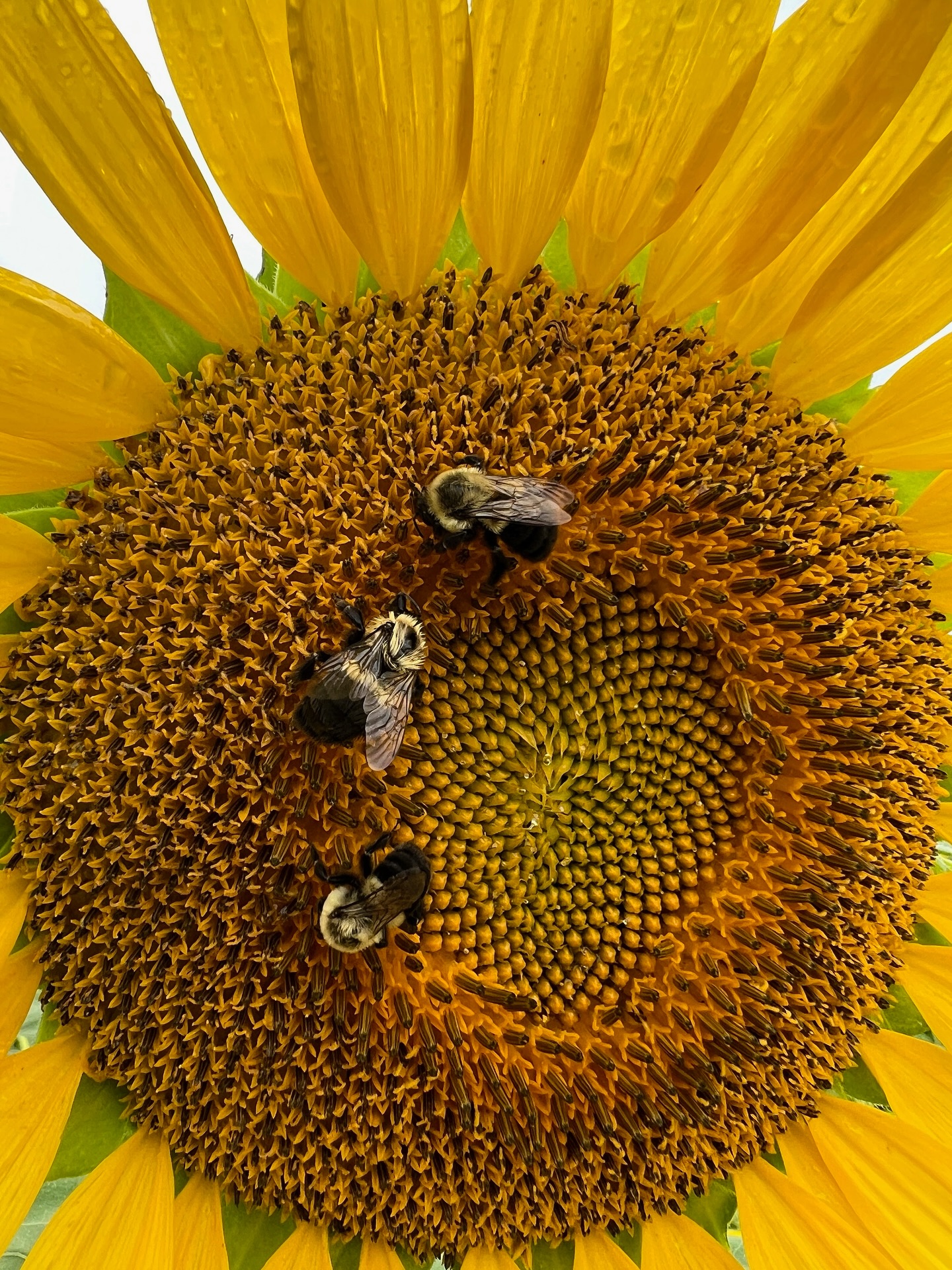 Bee-Lieve Us: Essential Pollinators For Flowering Plants - Zoos - USA ...