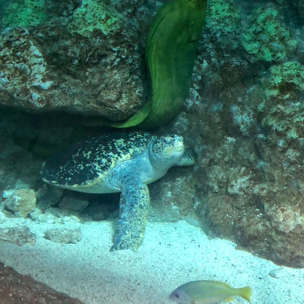 Happy World Sea Turtle Day! Book A Turtle Meet And Greet - Landrys ...