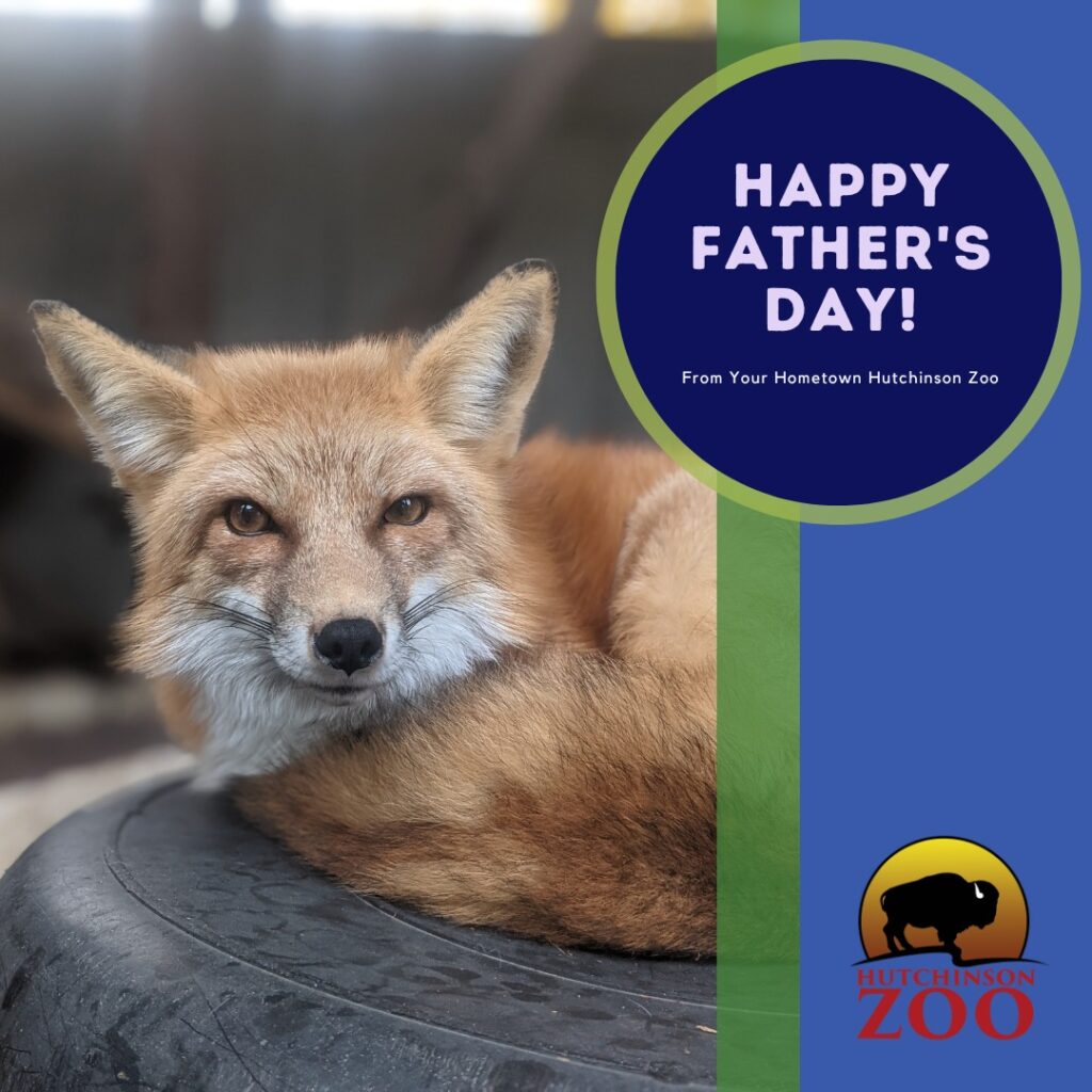 The Importance Of Red Fox Fathers In Parenting - Hutchinson Zoo Zoo Guide