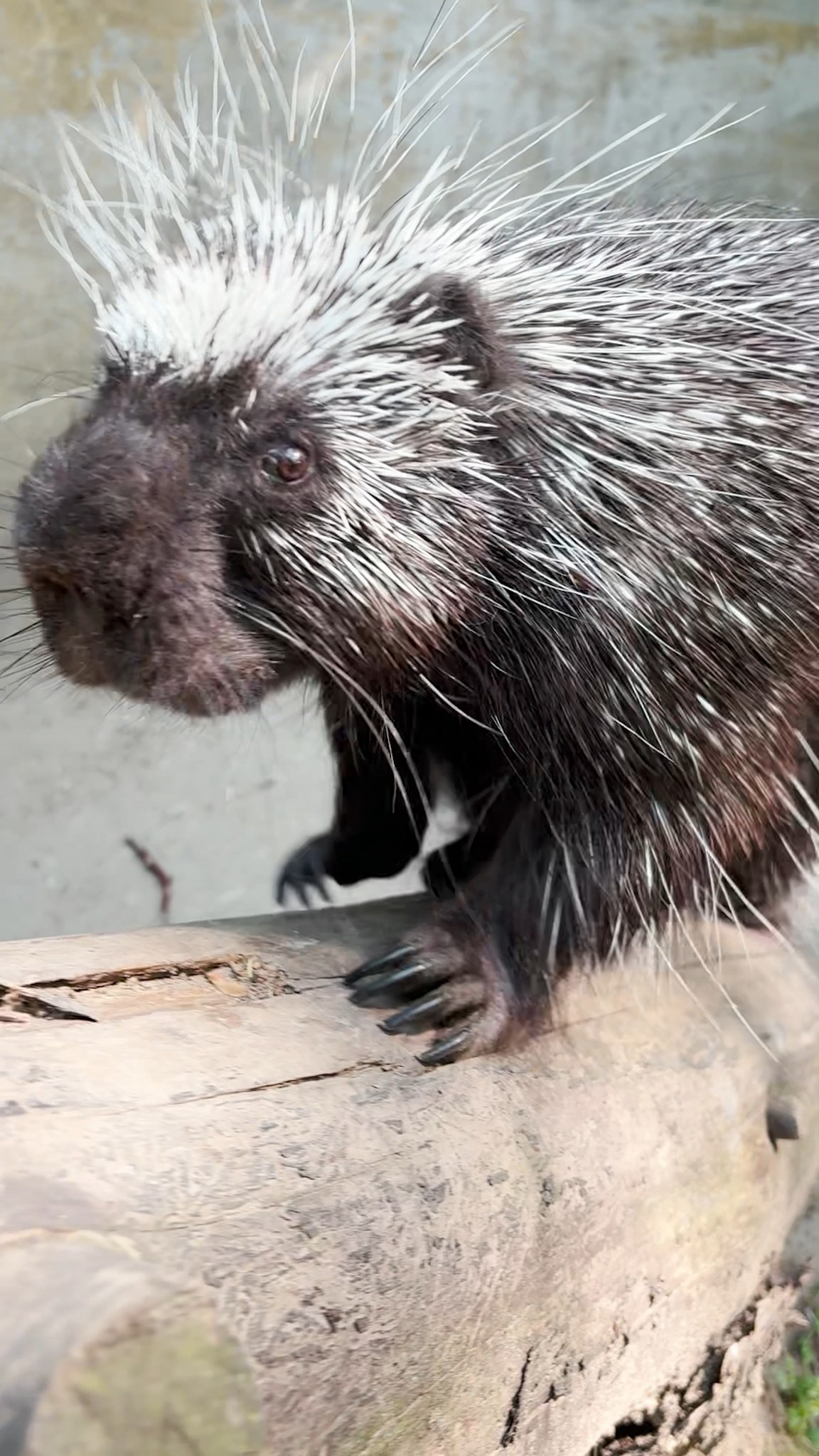 30,000 Quills: Poppy The Porcupine's Passion For Peanuts - John Ball ...