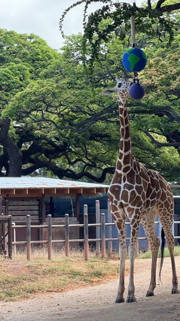 Celebrating World Giraffe Day: Honoring The Tallest Mammal - Honolulu Zoo Zoo Guide