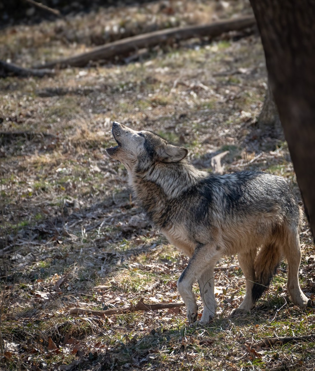 Discover Why Wolves Howl: Myths And Facts Unveiled - Endangered Wolf ...