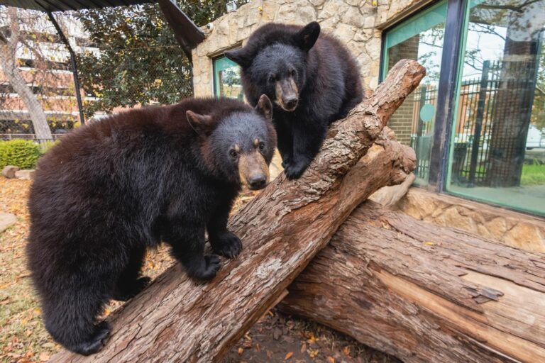 Celebrating National Mascot Day With Our Beloved Live Mascots! - Zoos ...