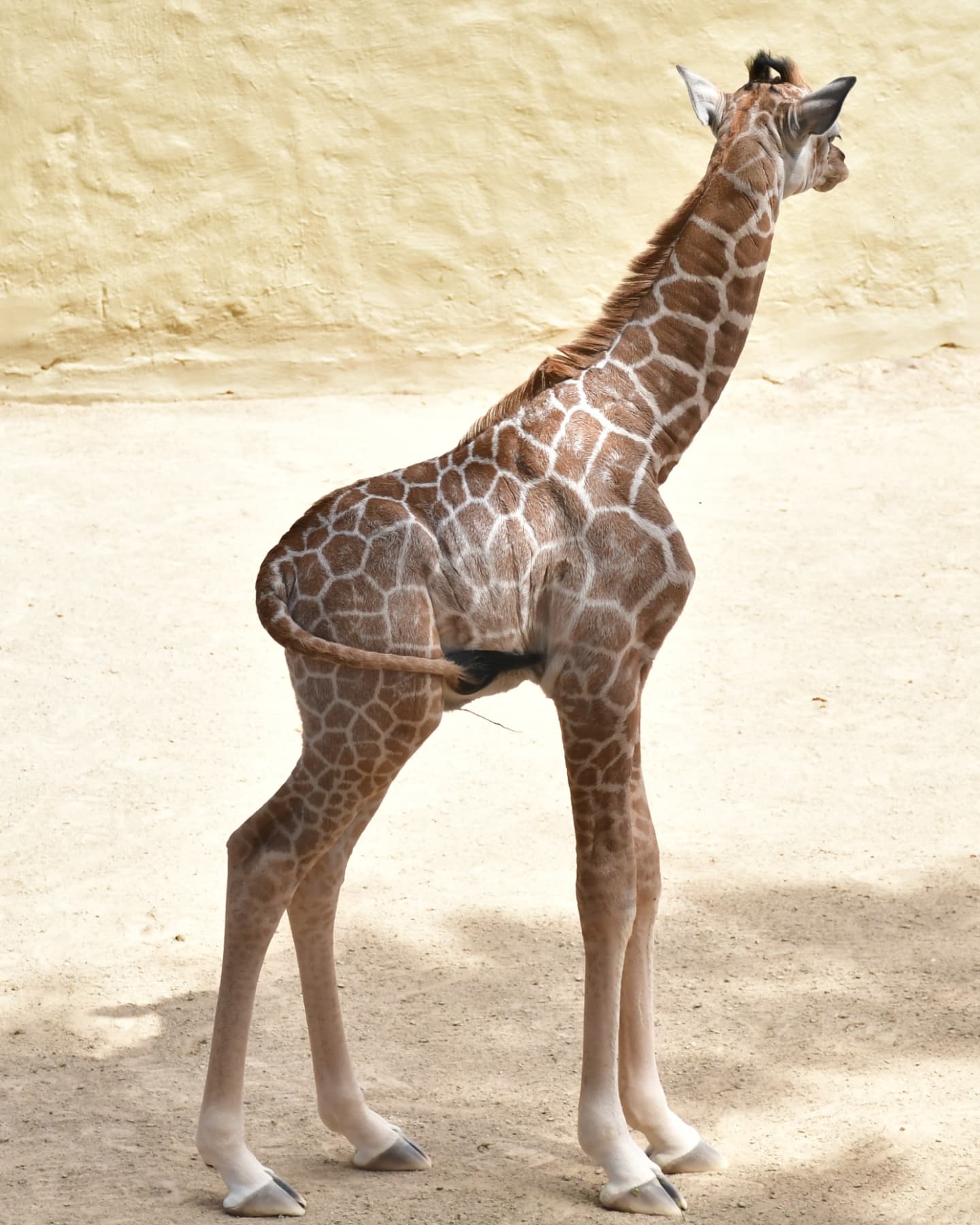 Adorable Lemur Babies, Playful Goats, Curious Giraffes, Capybaras ...