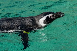 Honoring National Zoo And Aquarium Month - Zoos - USA - Michigan ...