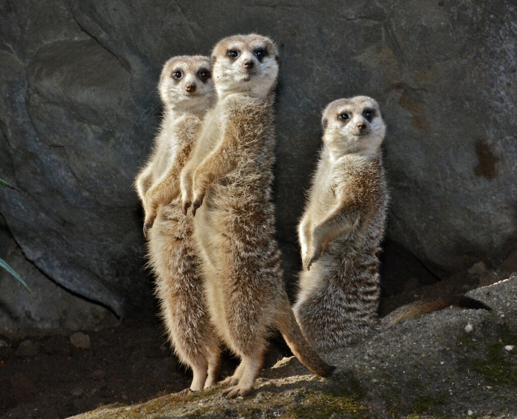 Do You Understand Meerkat Communication? - Zoos - USA - California ...