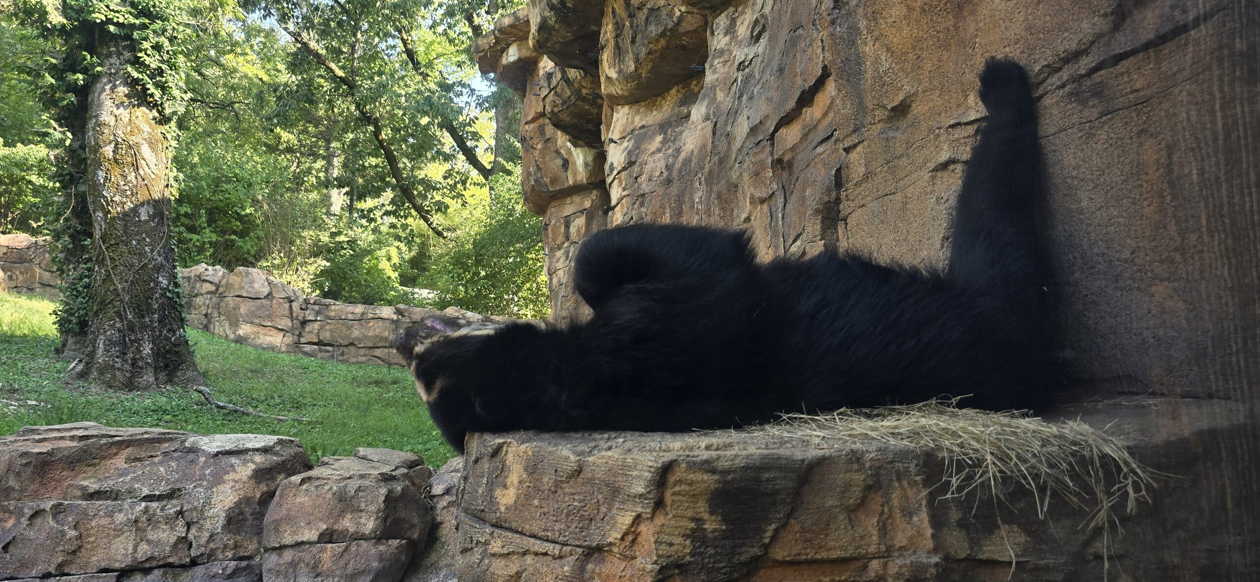 Definitive Guide To Nashville Zoo's Expedition Peru - Trek Of The ...
