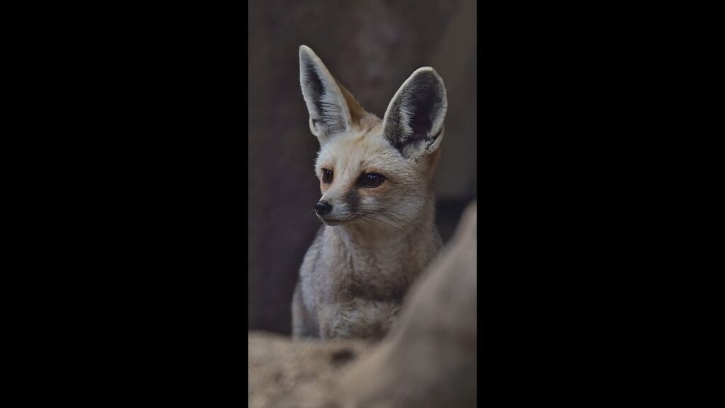 Discover The Rüppell’s Sand Fox: Tiny, Elusive, And Adorable - Zoos ...