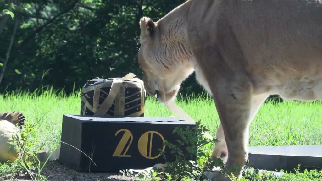 Celebrating 20 Years: Happy Birthday, Zuri And Shakarri! - Kansas City ...