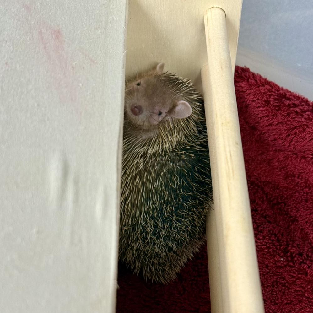 Meet Henrec: Discover The Lesser Hedgehog Tenrec! - Zoo Montana Zoo Guide